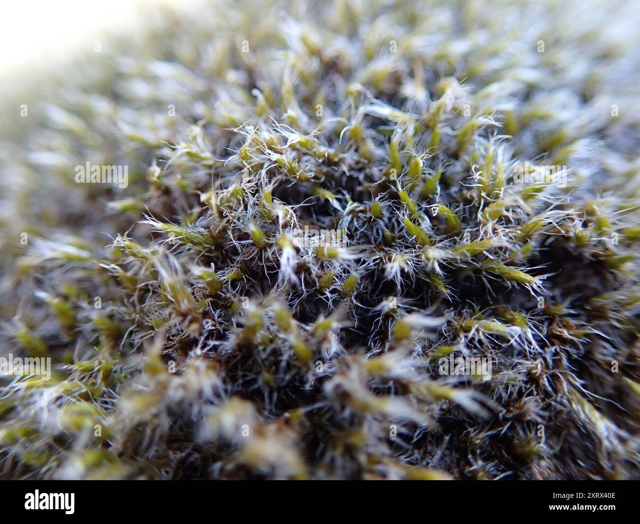 Woolly Fringe-moss (Racomitrium lanuginosum) Plantae Stock Photo - Alamy