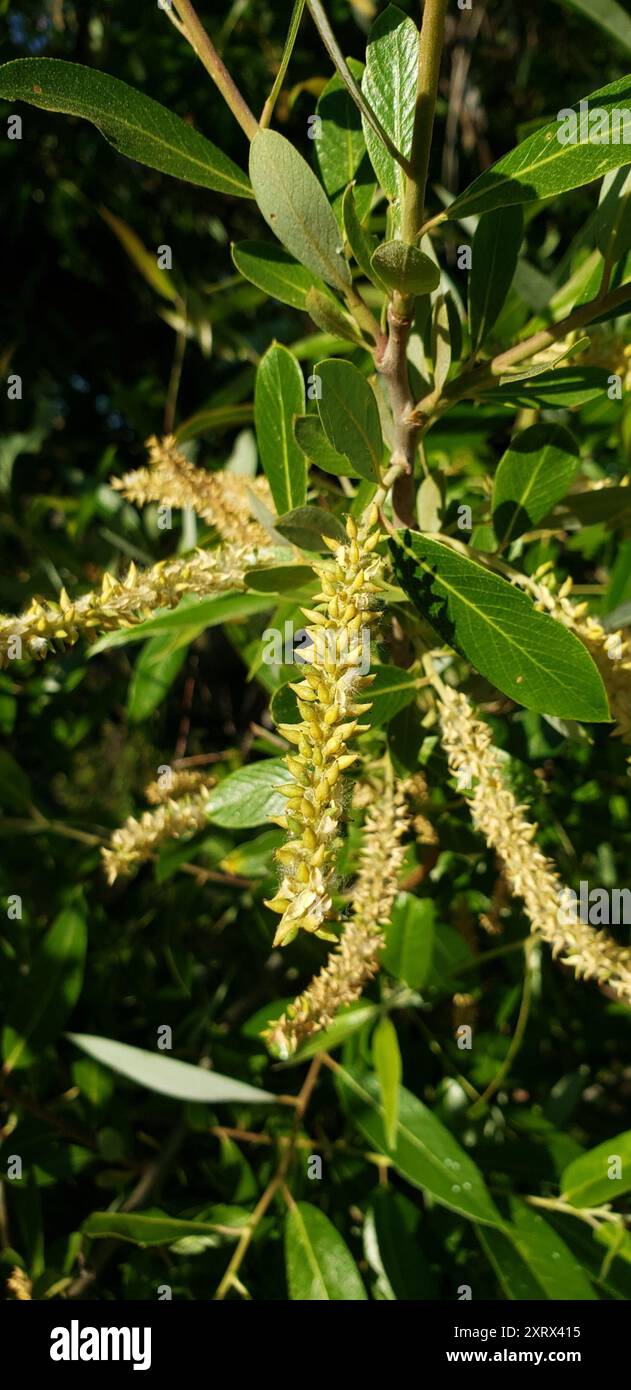 red willow (Salix laevigata) Plantae Stock Photo - Alamy