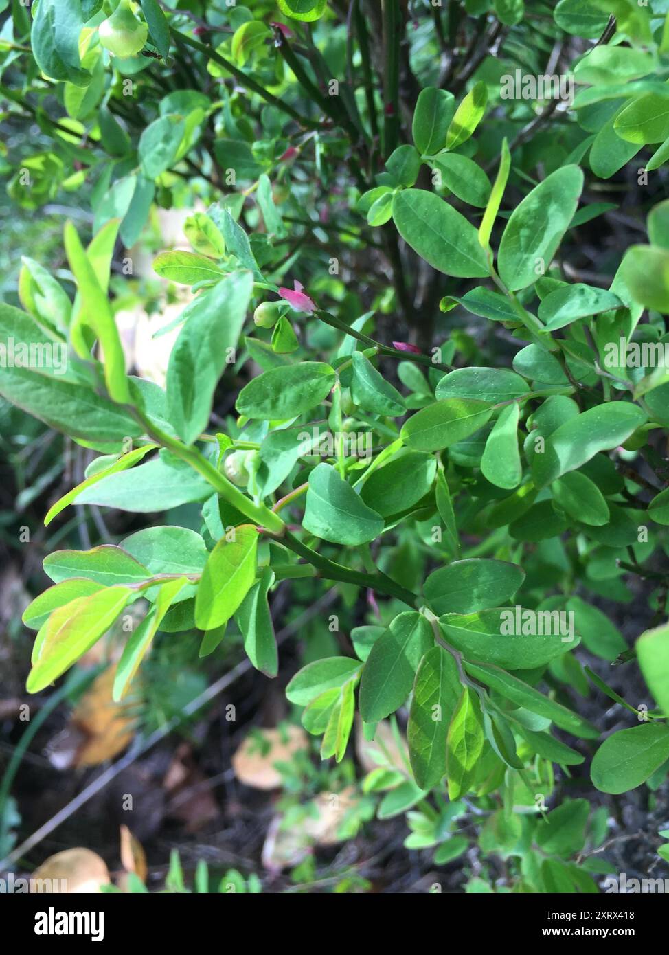 Red Huckleberry (Vaccinium parvifolium) Plantae Stock Photo - Alamy
