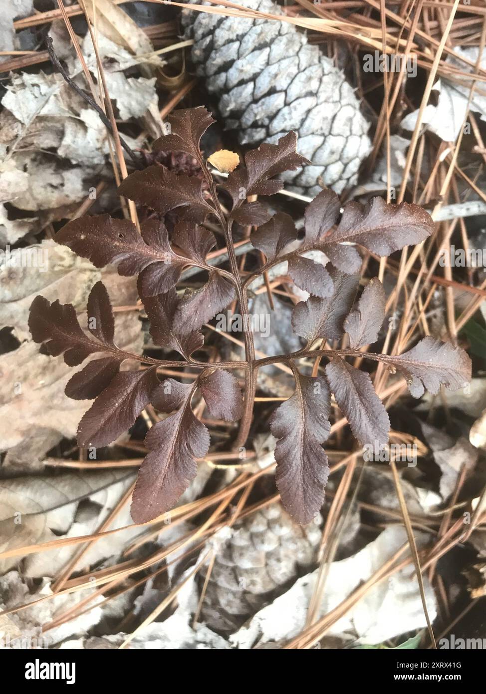 Cutleaf Grapefern (Sceptridium dissectum) Plantae Stock Photo - Alamy