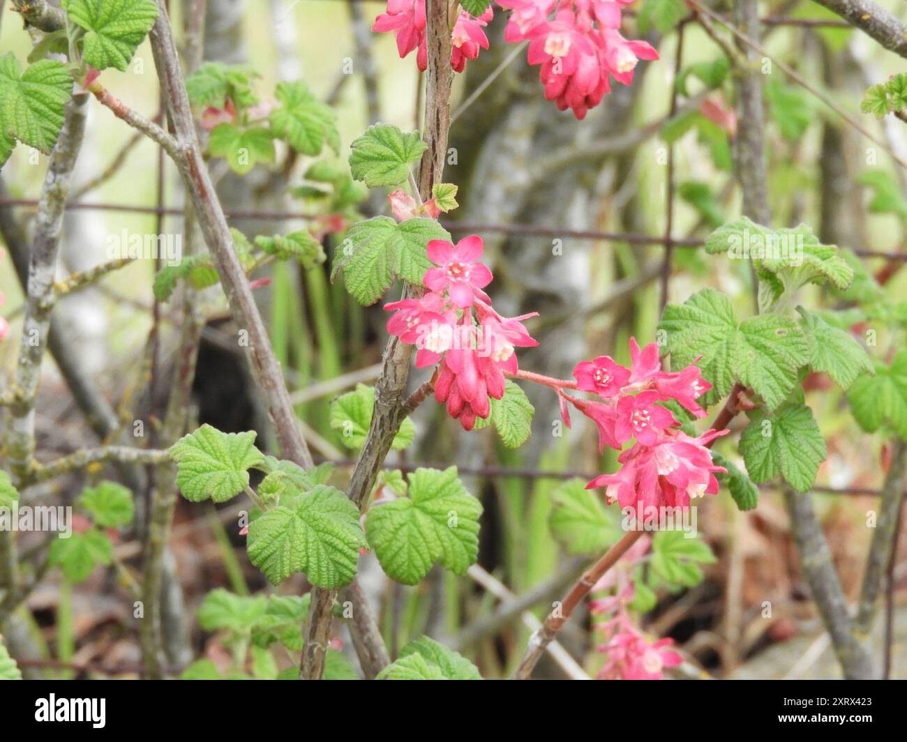 Red-flowering Currant (Ribes sanguineum) Plantae Stock Photo - Alamy