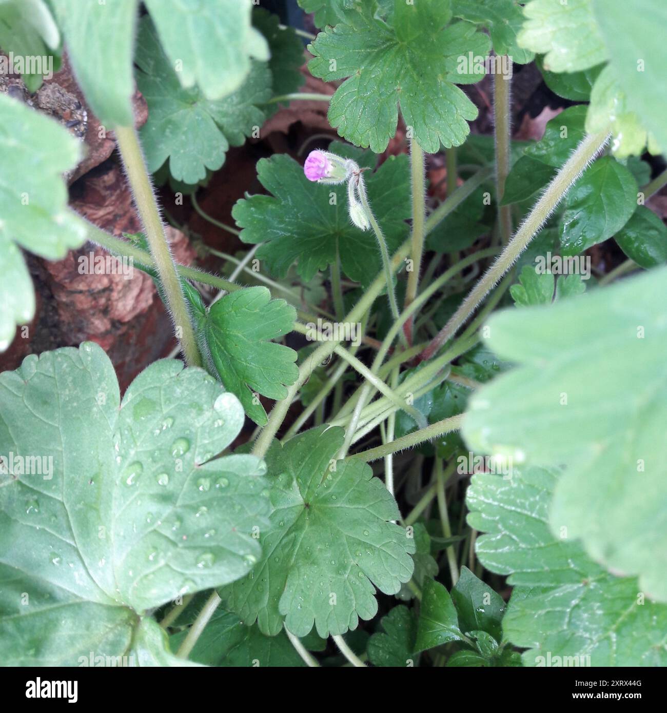 Round-leaved Crane's-bill (Geranium rotundifolium) Plantae Stock Photo ...