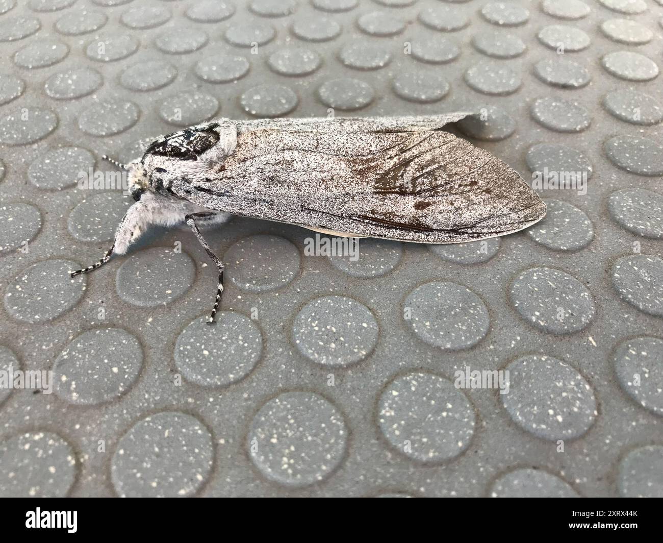 Giant Wood Moth (Endoxyla cinereus) Insecta Stock Photo - Alamy