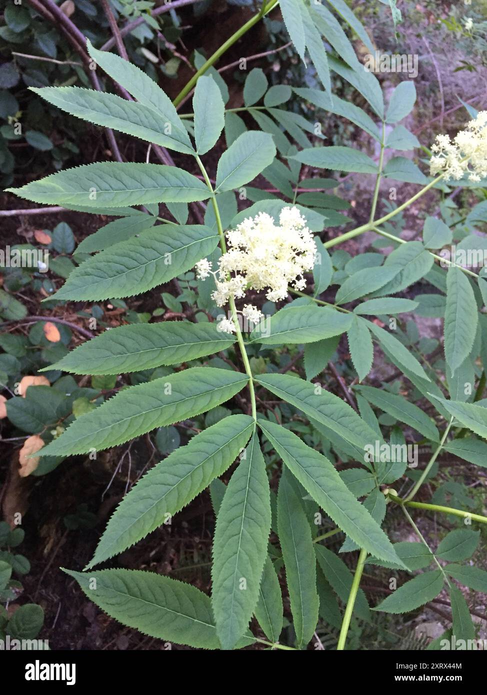 red-berried elder (Sambucus racemosa) Plantae Stock Photo - Alamy