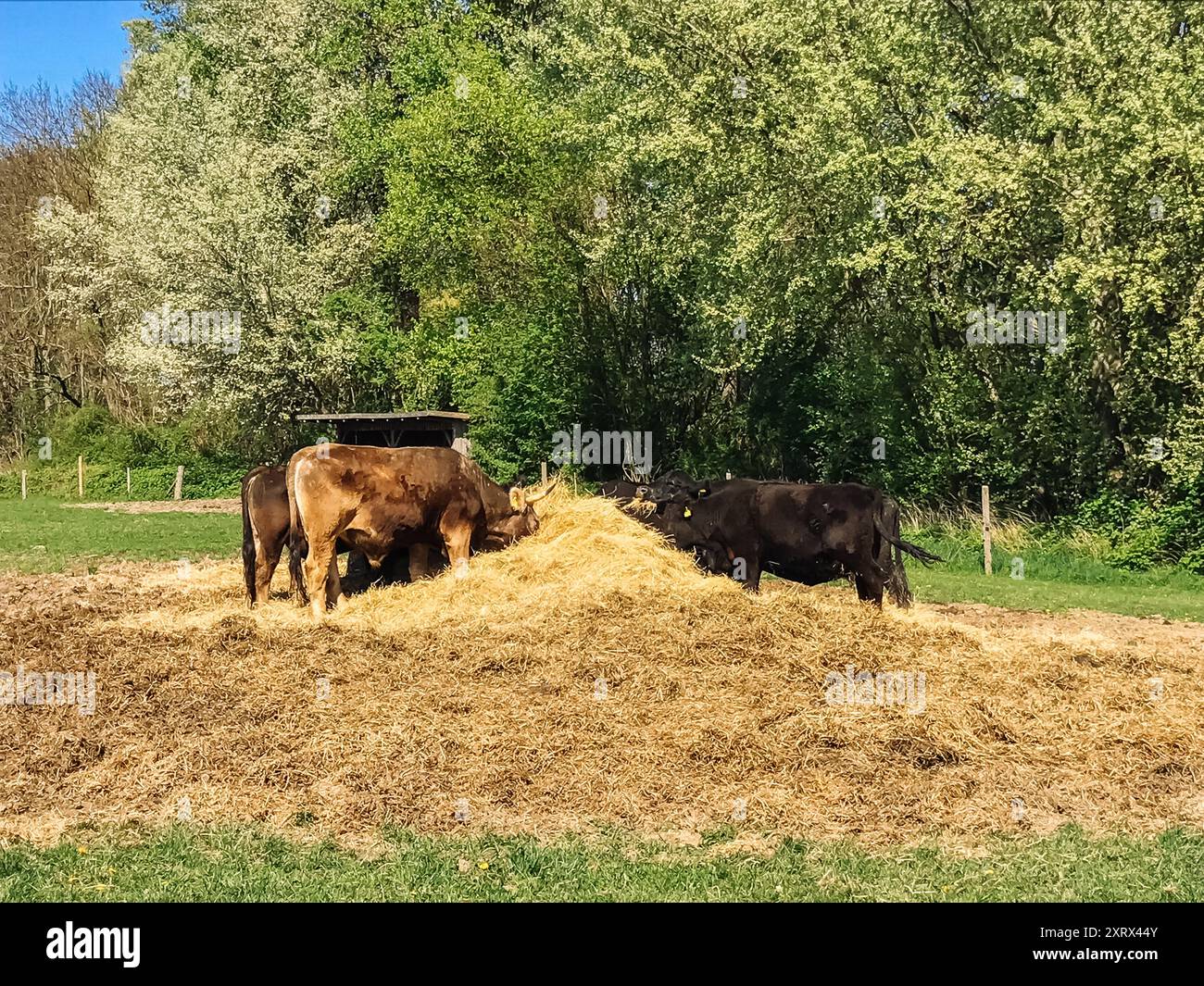 A group of cows are eating hay in a field. The cows are brown and black ...