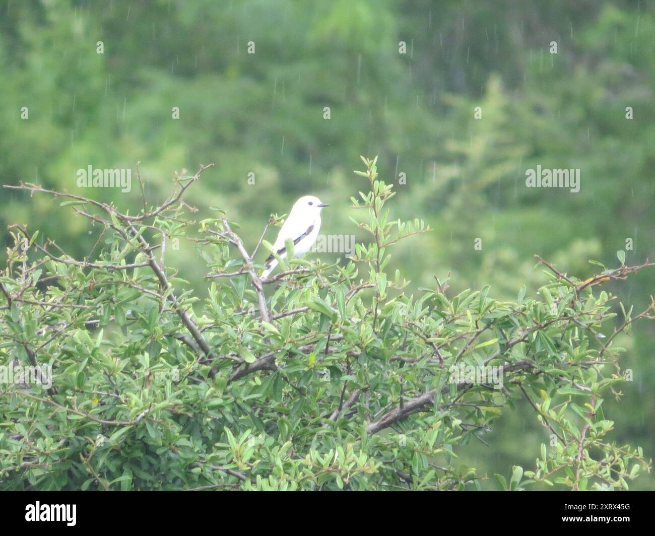 White Monjita (Xolmis irupero) Aves Stock Photo - Alamy