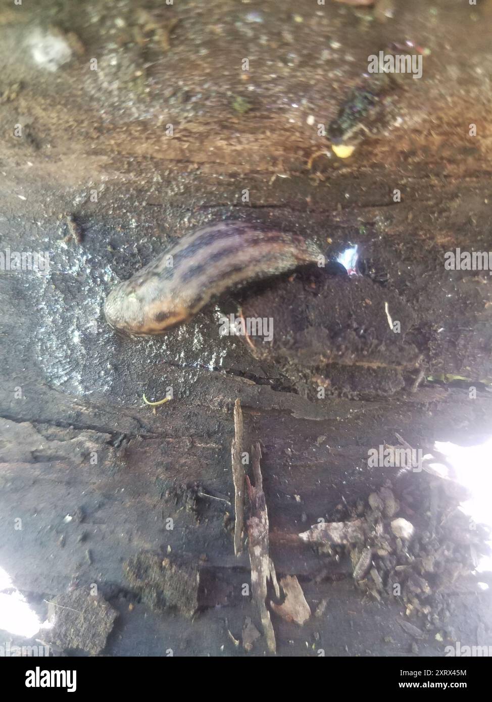 Leopard Slug (Limax maximus) Mollusca Stock Photo - Alamy