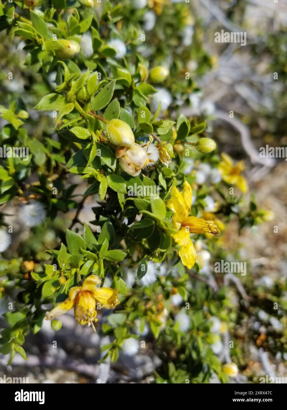 Creosote Bush (Larrea tridentata) Plantae Stock Photo - Alamy