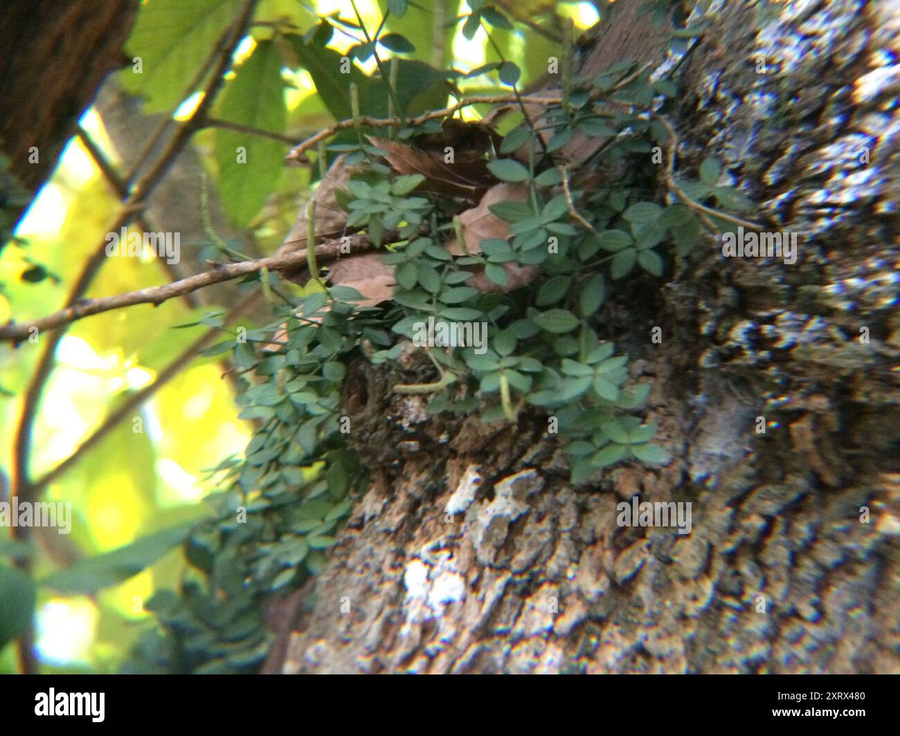 acorn peperomia (Peperomia tetraphylla) Plantae Stock Photo - Alamy