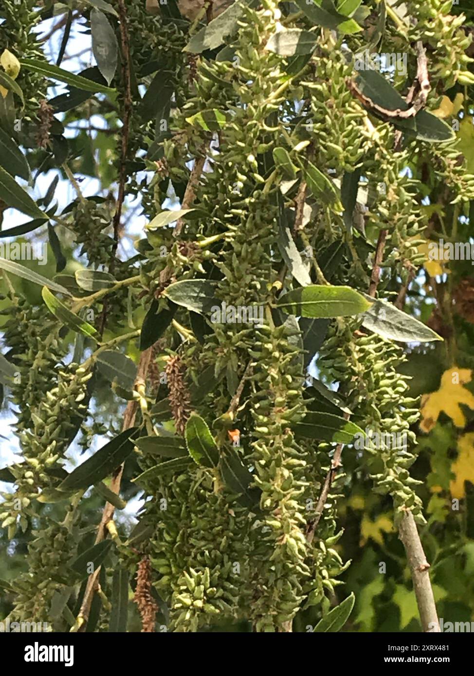 Goodding's willow (Salix gooddingii) Plantae Stock Photo - Alamy