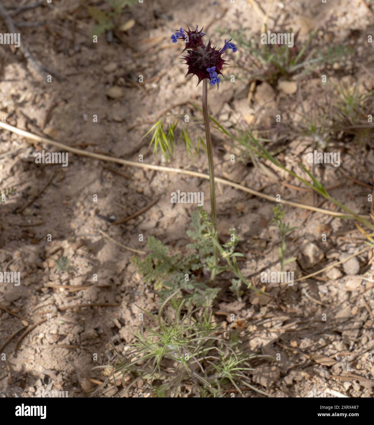 Chia (Salvia columbariae) Plantae Stock Photo - Alamy