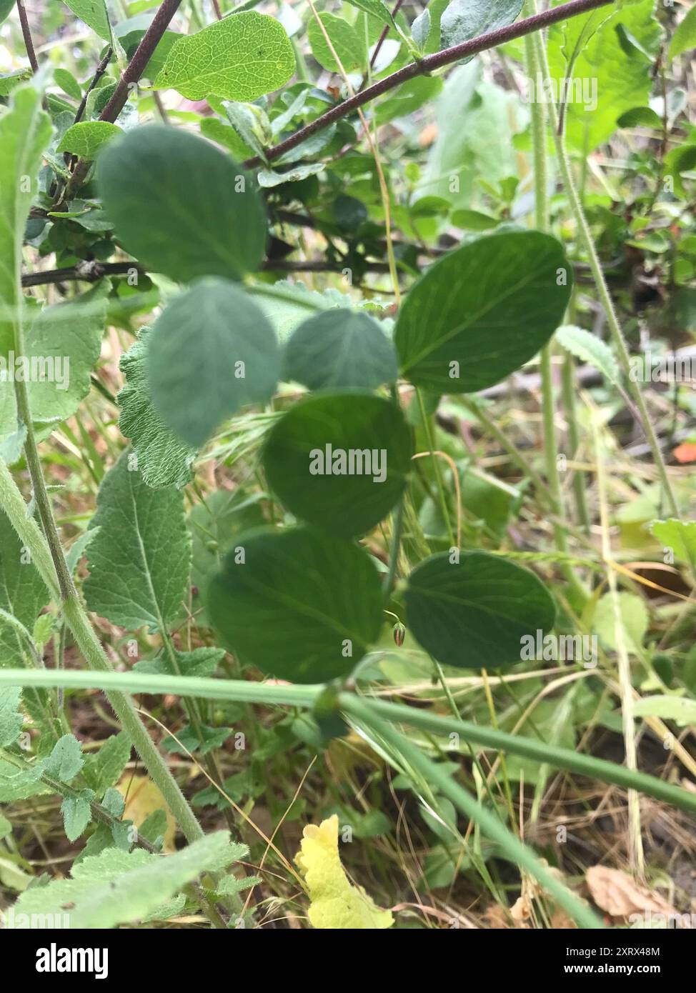 Pacific pea (Lathyrus vestitus) Plantae Stock Photo - Alamy