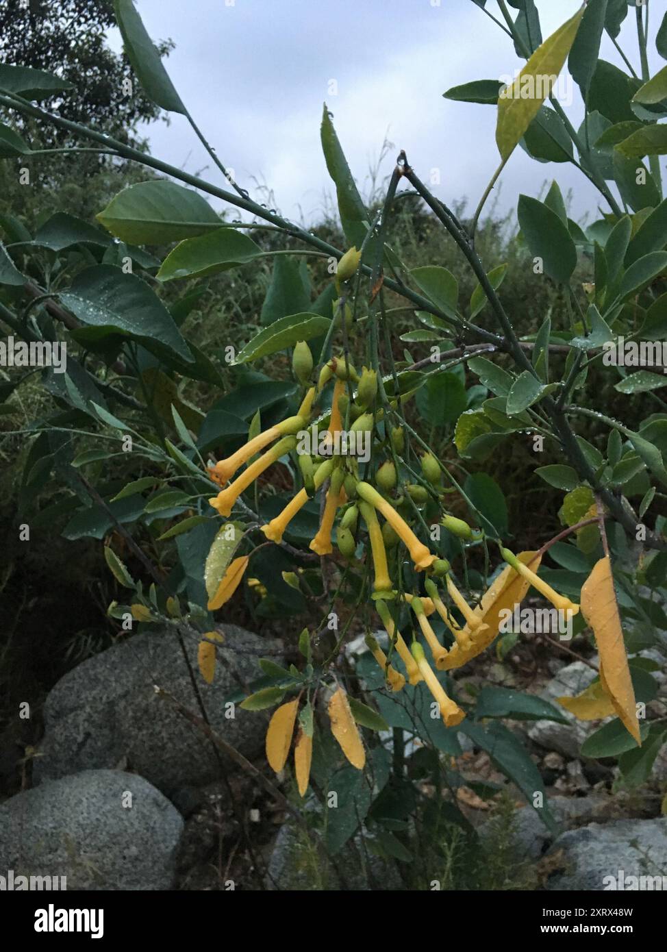 tree tobacco (Nicotiana glauca) Plantae Stock Photo - Alamy
