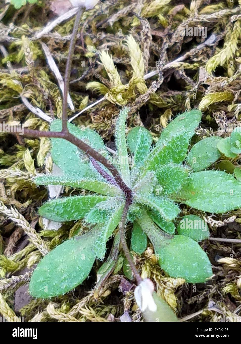 Common Whitlowgrass (Draba verna) Plantae Stock Photo - Alamy
