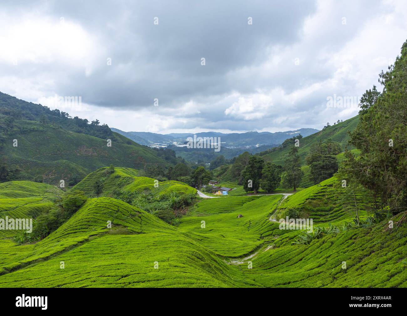 Tea plantations landscape, Pahang, Cameron Highlands, Malaysia Stock ...