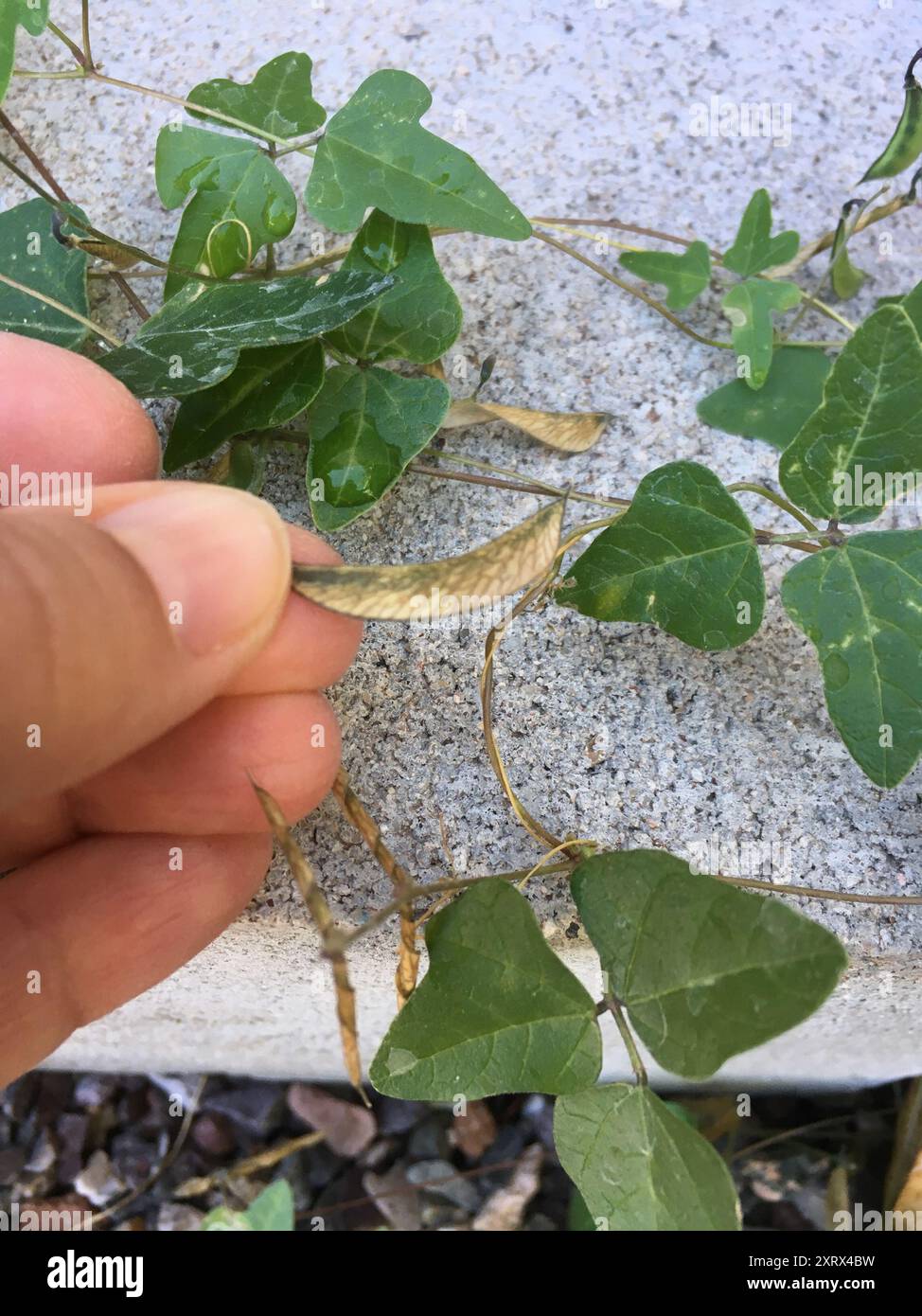 slimjim bean (Phaseolus filiformis) Plantae Stock Photo - Alamy