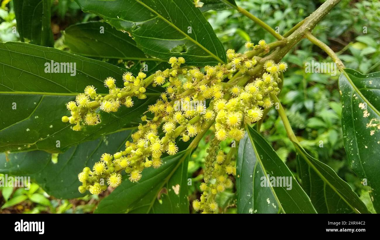 (Claoxylon carolinianum) Plantae Stock Photo - Alamy