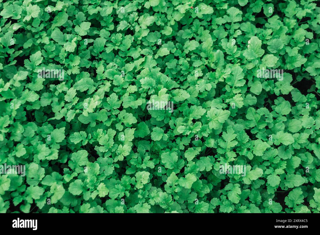 A lush green field of plants with many leaves. The field is full of ...