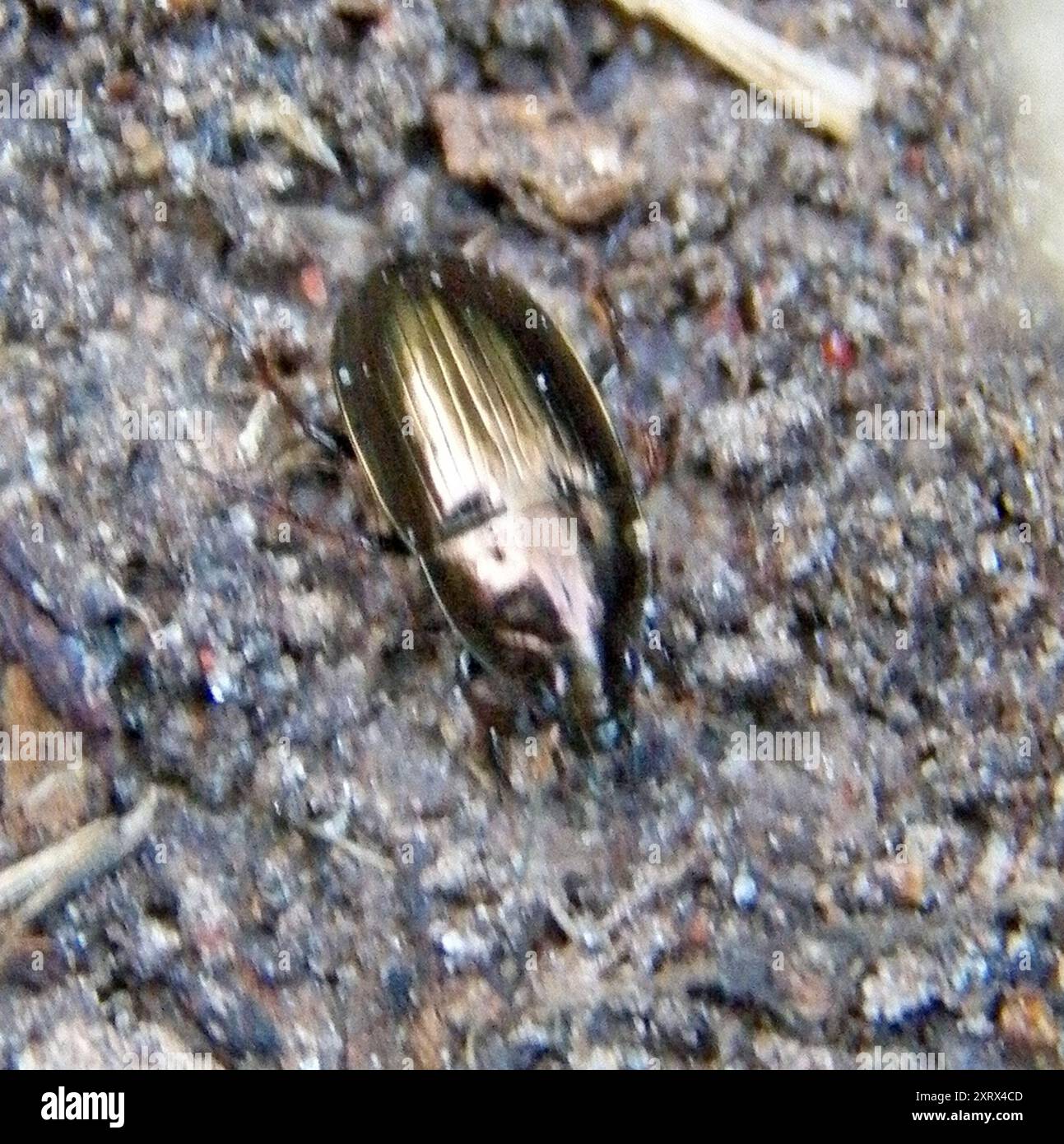 Common Sun Beetle (Amara aenea) Insecta Stock Photo - Alamy