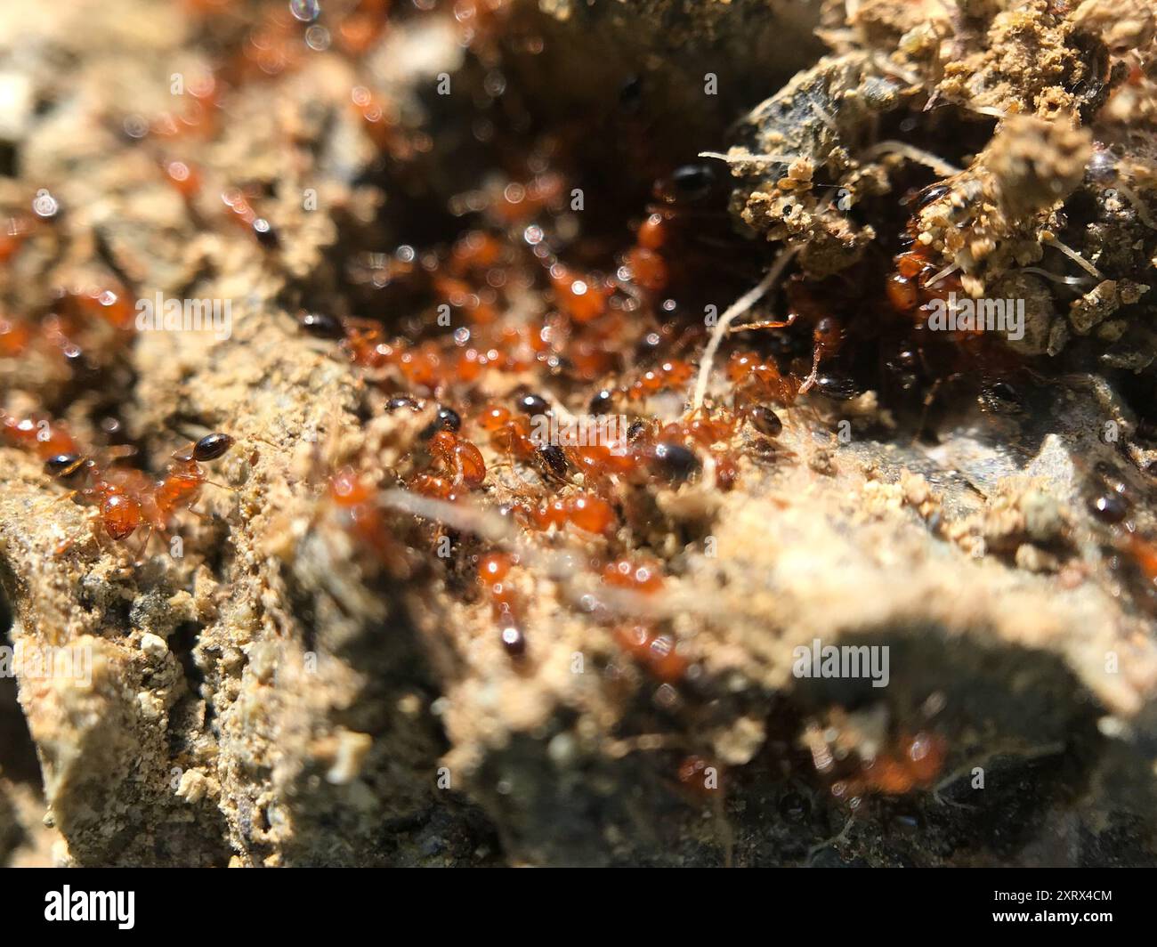 Southern Fire Ant (Solenopsis xyloni) Insecta Stock Photo - Alamy