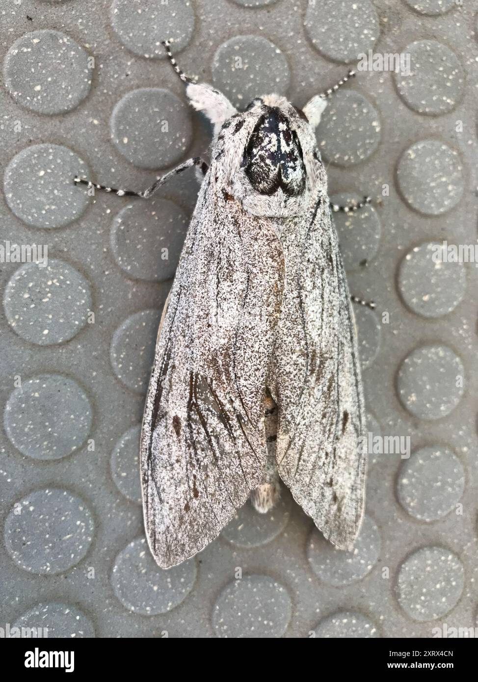 Giant Wood Moth (Endoxyla cinereus) Insecta Stock Photo - Alamy