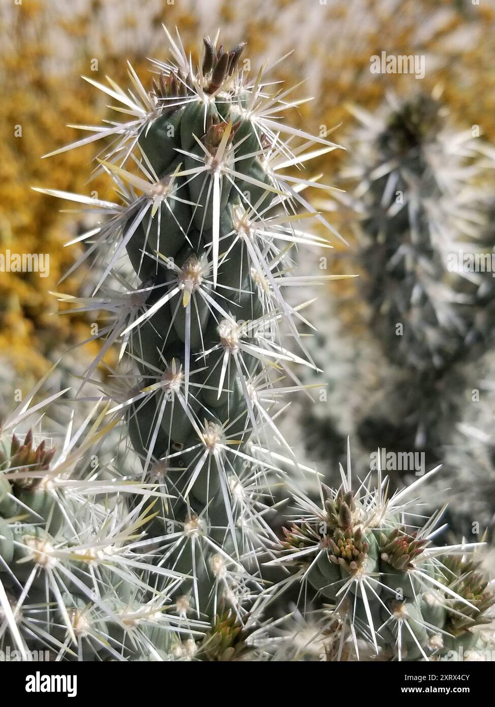 Silver Cholla (Cylindropuntia echinocarpa) Plantae Stock Photo - Alamy