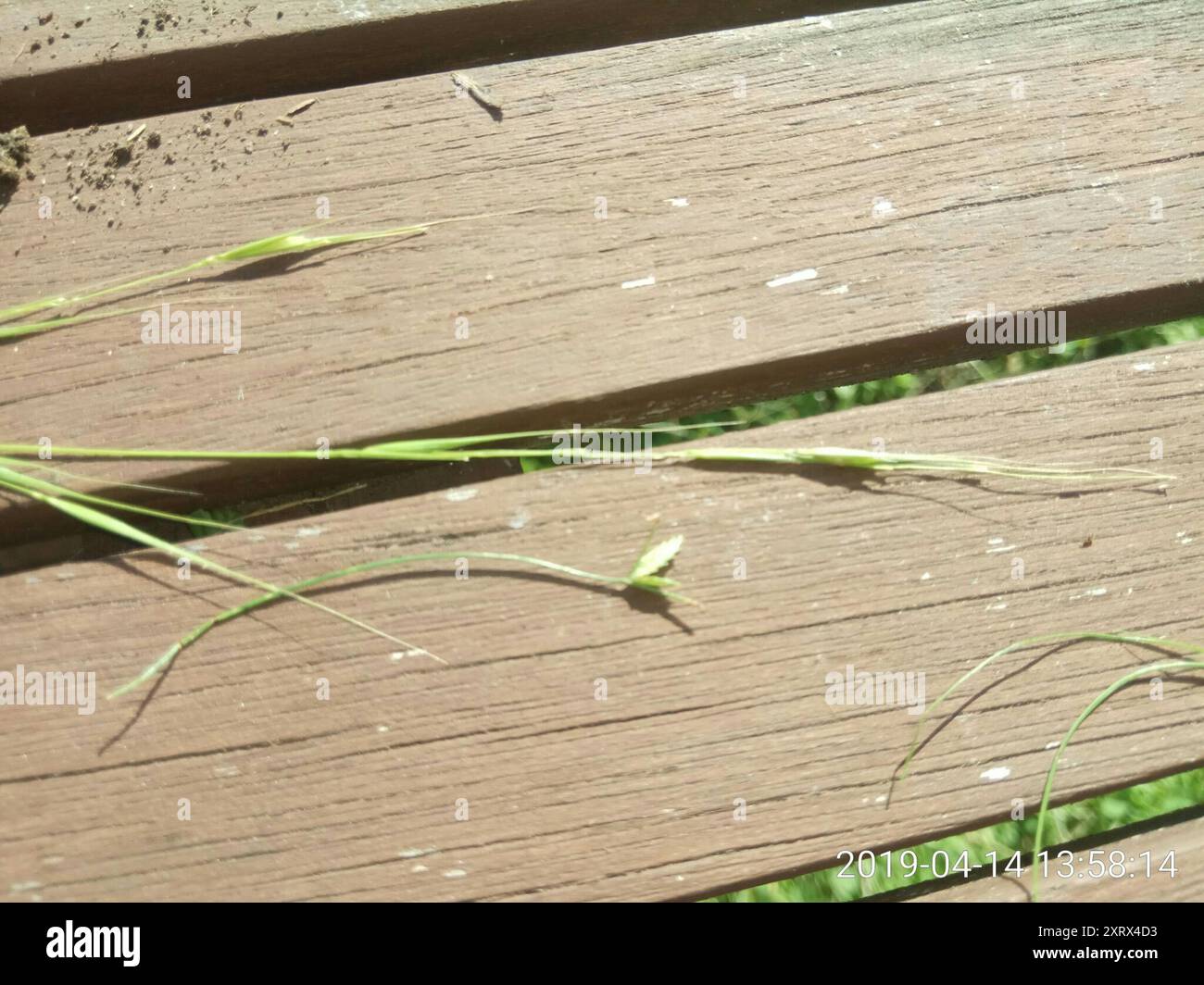 Weeping-grass (Microlaena stipoides) Plantae Stock Photo - Alamy