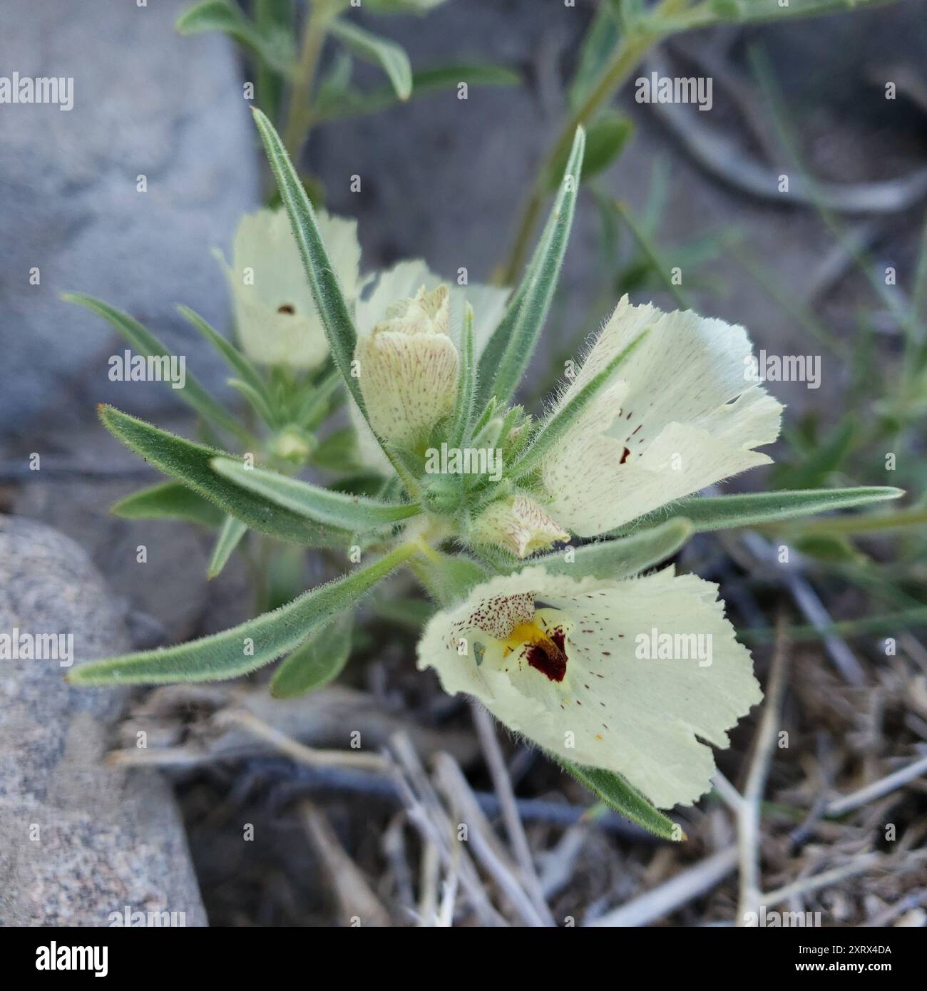 ghost flower (Mohavea confertiflora) Plantae Stock Photo - Alamy