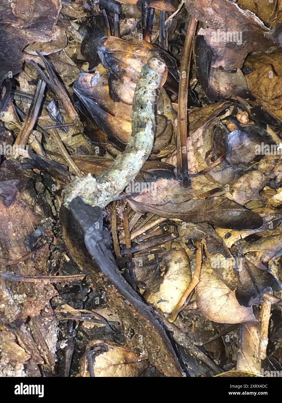 Live Oak Metria Moth (Metria amella) Insecta Stock Photo - Alamy