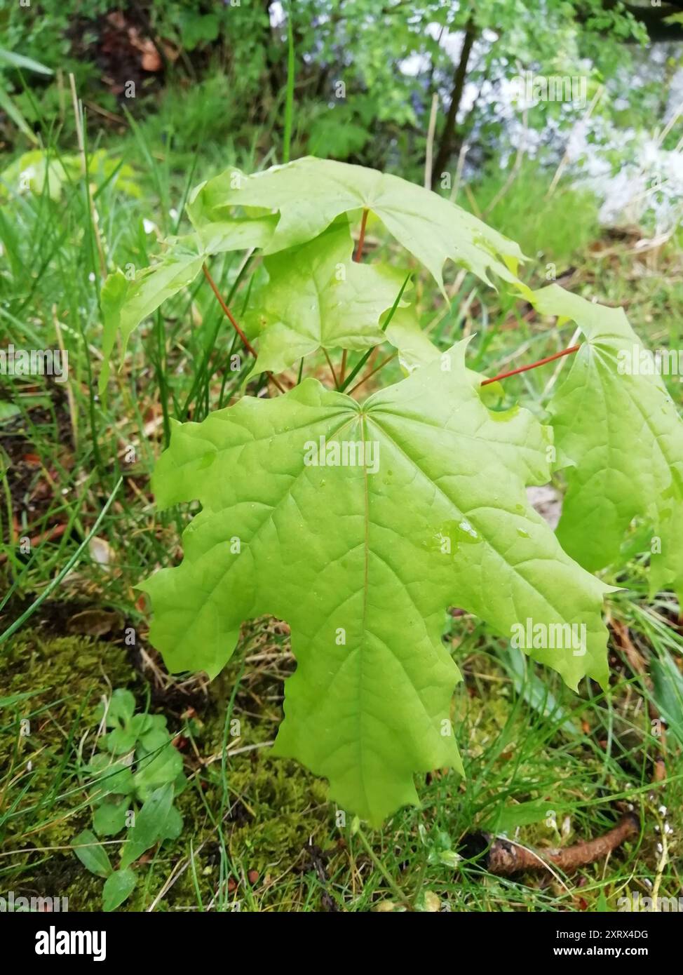 Norway maple (Acer platanoides) Plantae Stock Photo - Alamy
