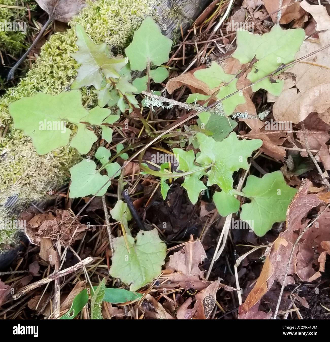 Wall Lettuce (Mycelis muralis) Plantae Stock Photo - Alamy