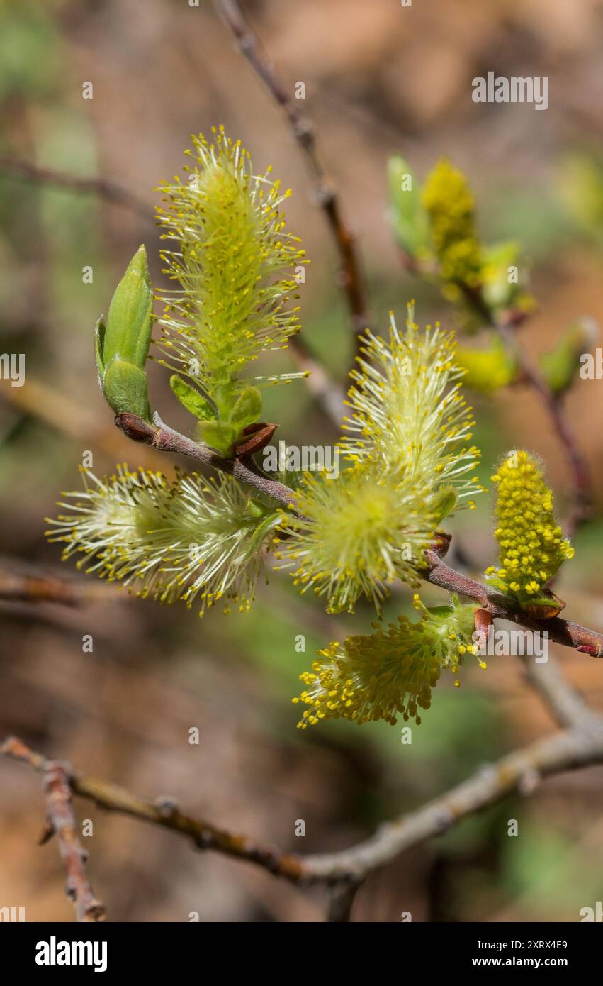 bebb's willow (Salix bebbiana) Plantae Stock Photo - Alamy