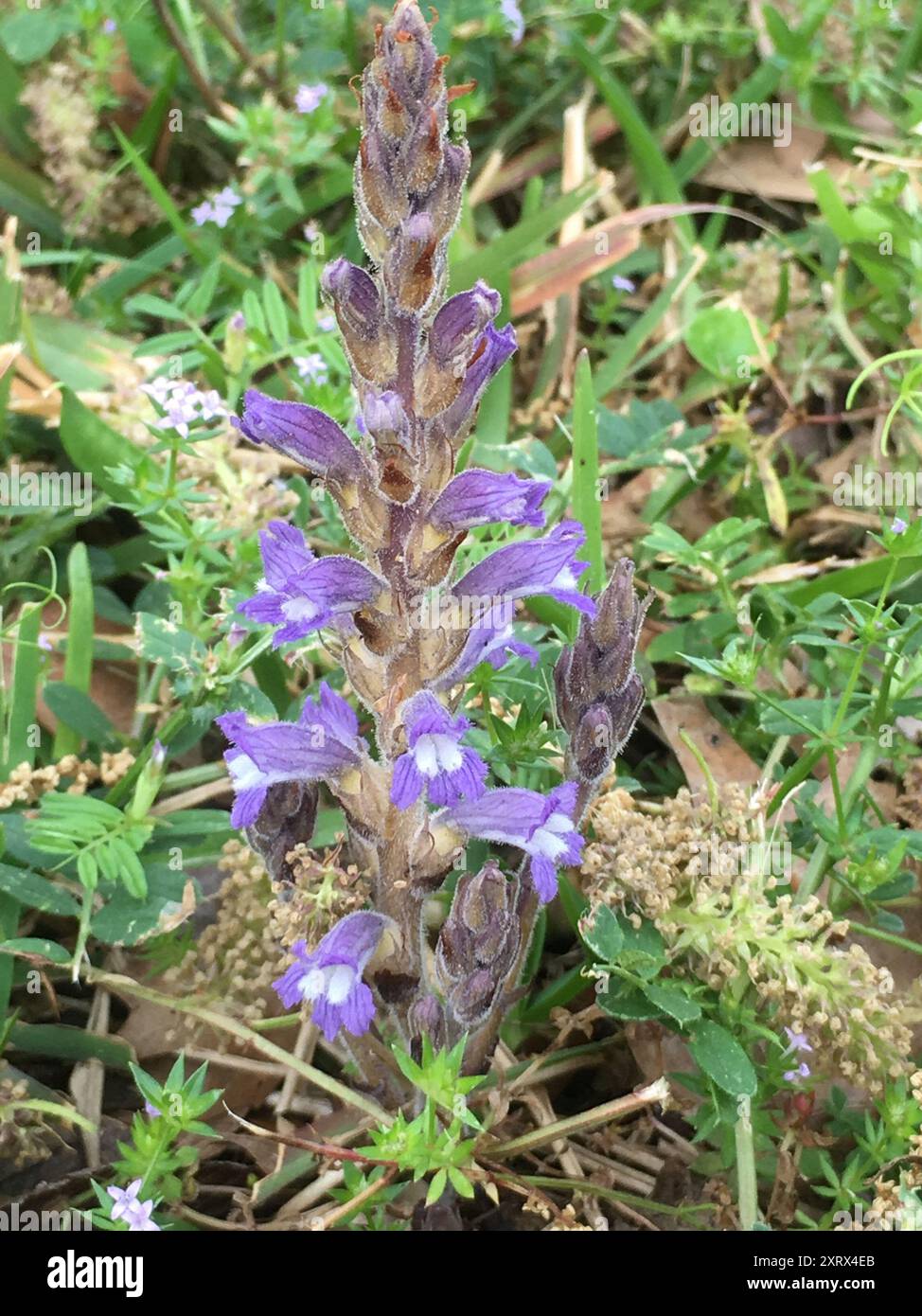 hemp broomrape (Phelipanche ramosa) Plantae Stock Photo - Alamy