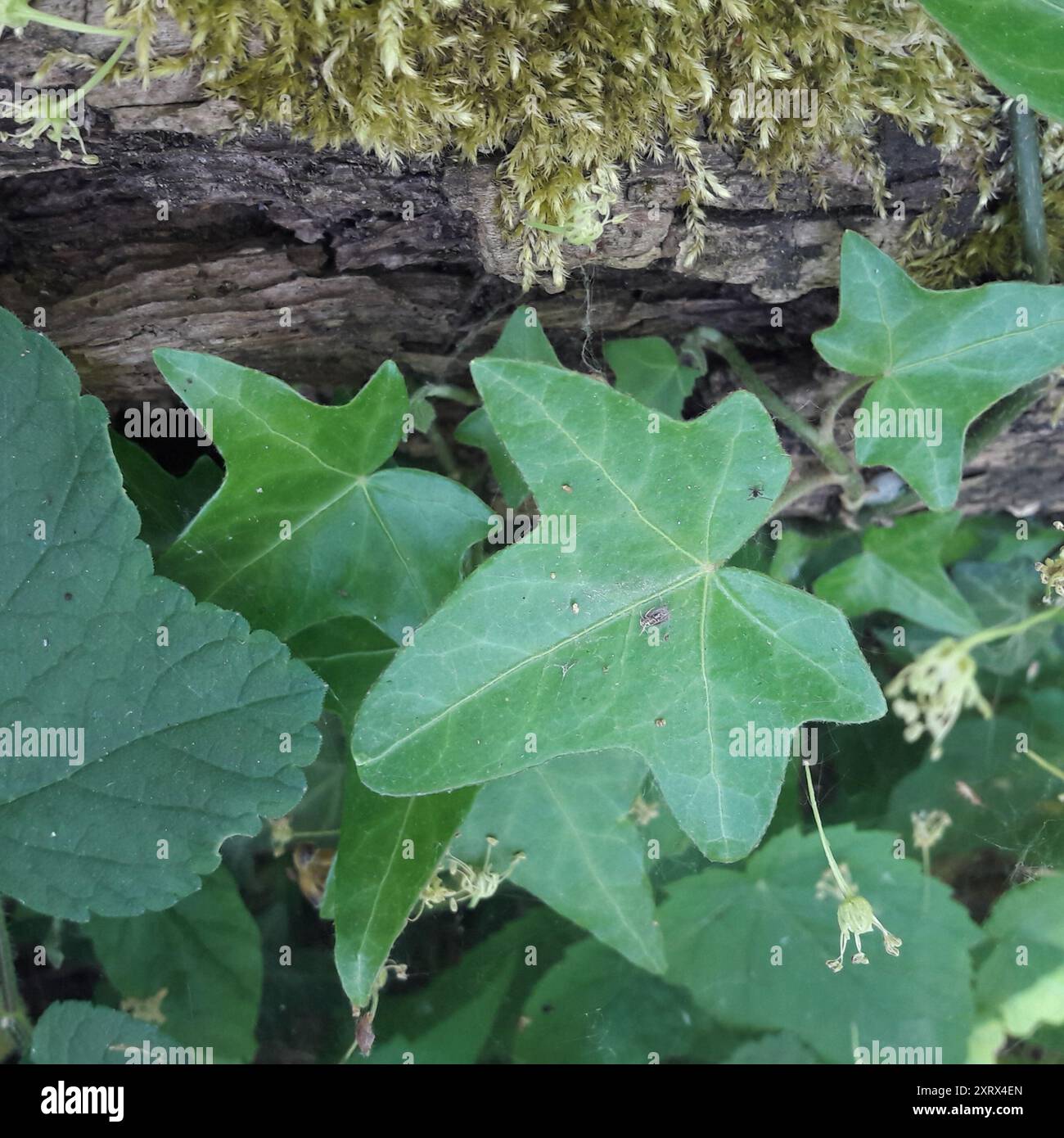 common ivy (Hedera helix) Plantae Stock Photo - Alamy