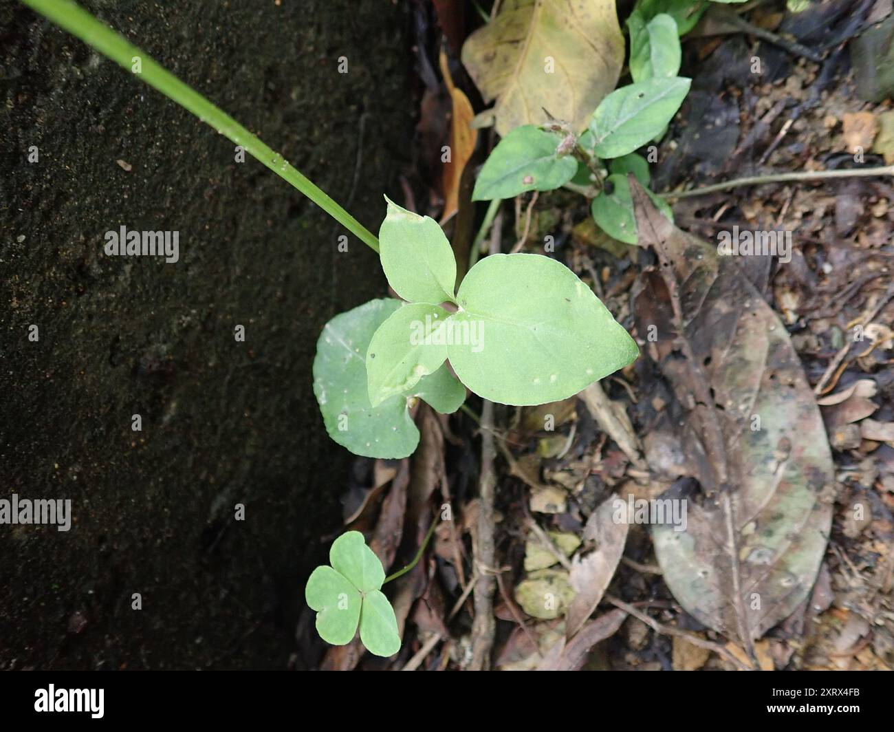 Crowdipper (Pinellia ternata) Plantae Stock Photo - Alamy