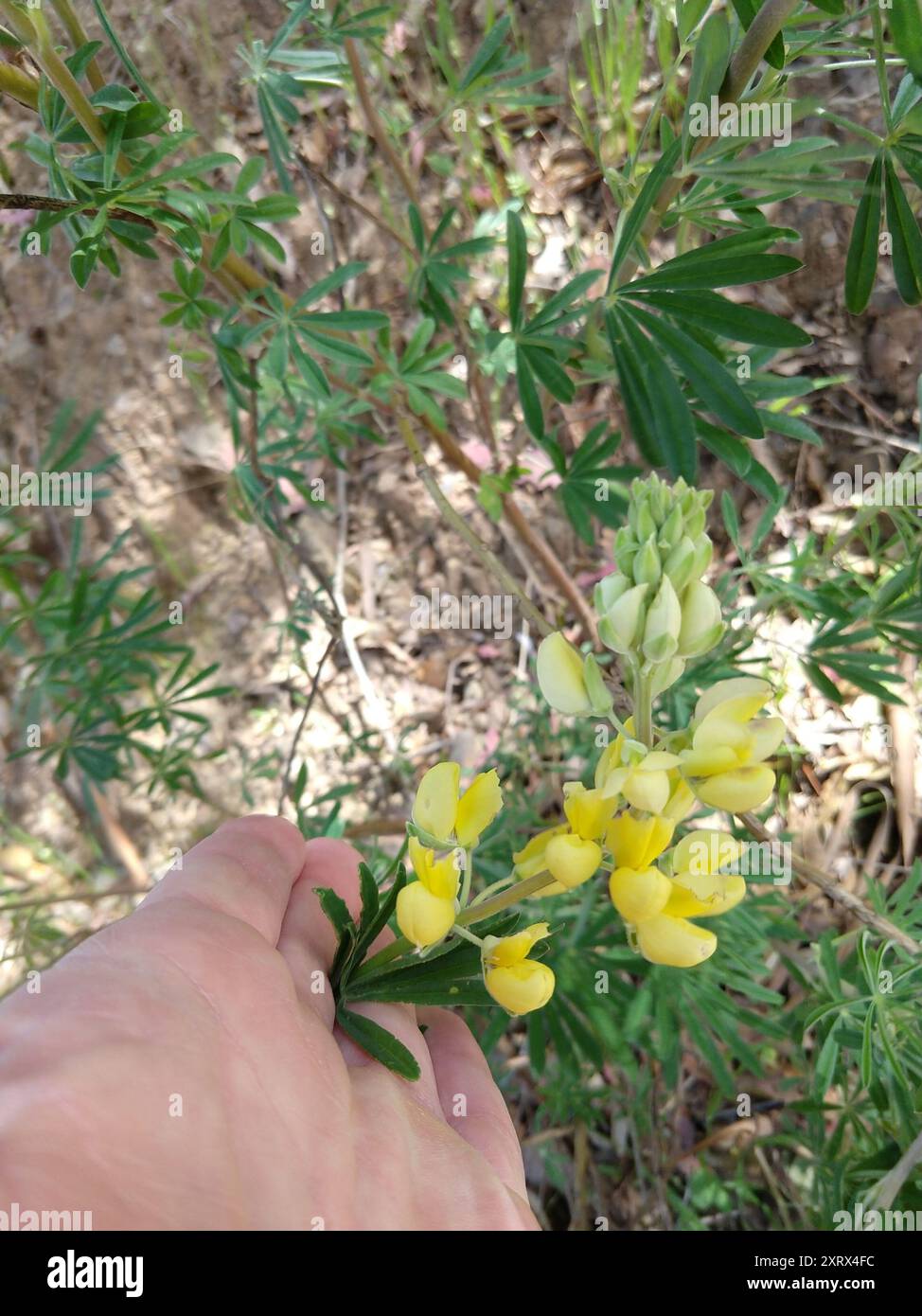 coastal bush lupine (Lupinus arboreus) Plantae Stock Photo - Alamy