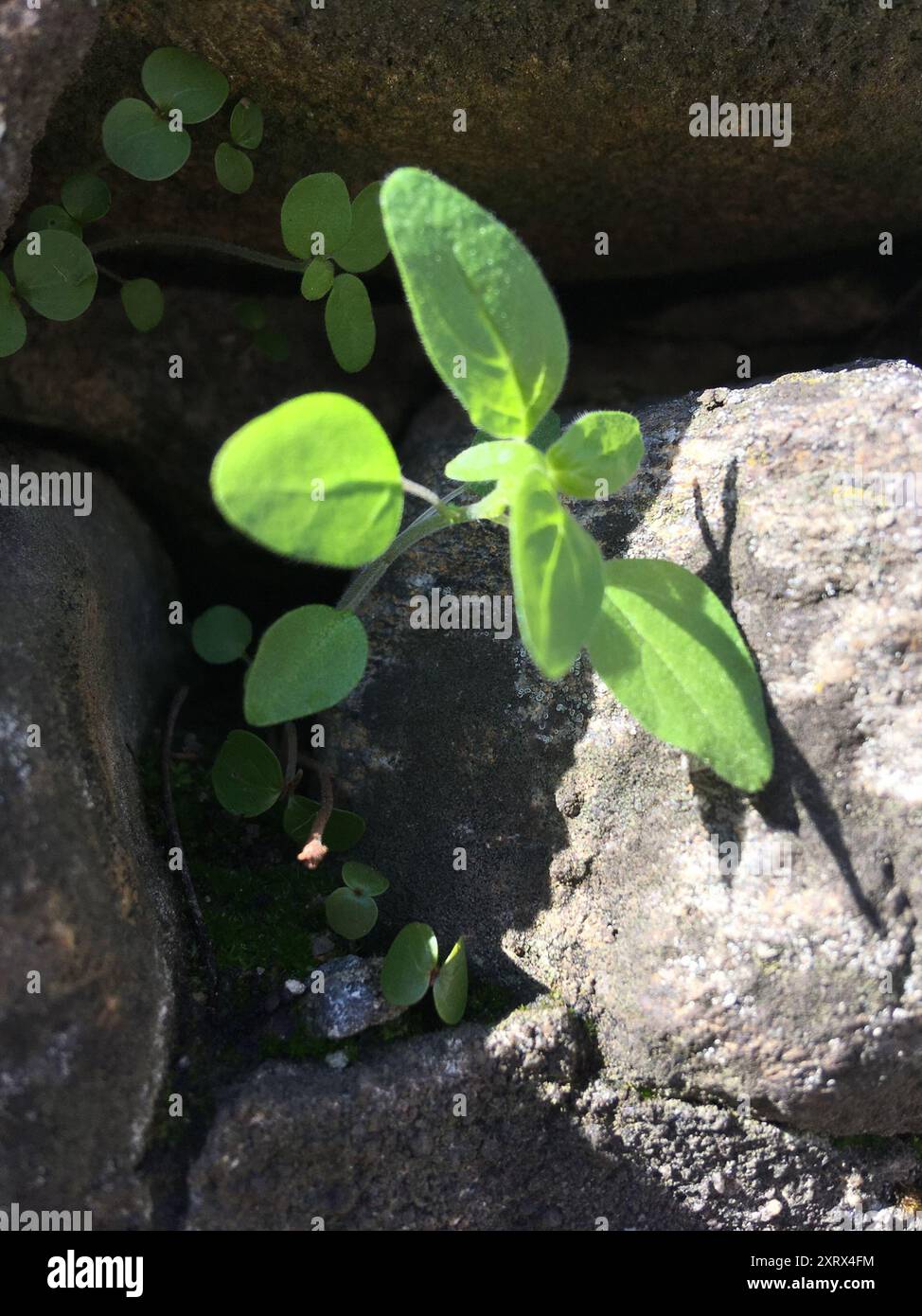 Pennsylvania pellitory (Parietaria pensylvanica) Plantae Stock Photo ...