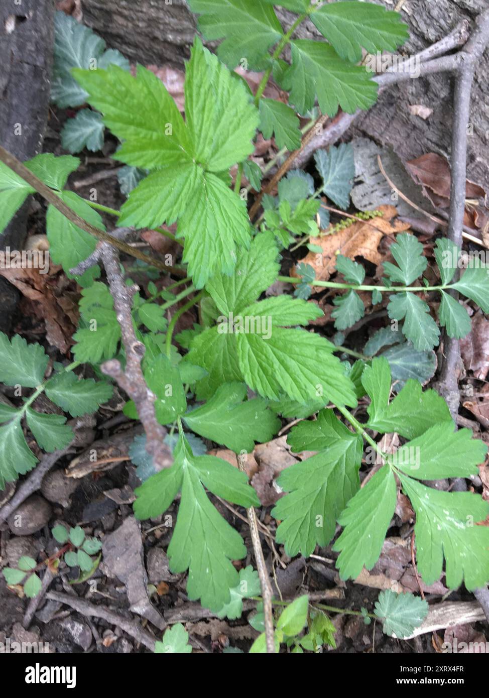 white avens (Geum canadense) Plantae Stock Photo - Alamy