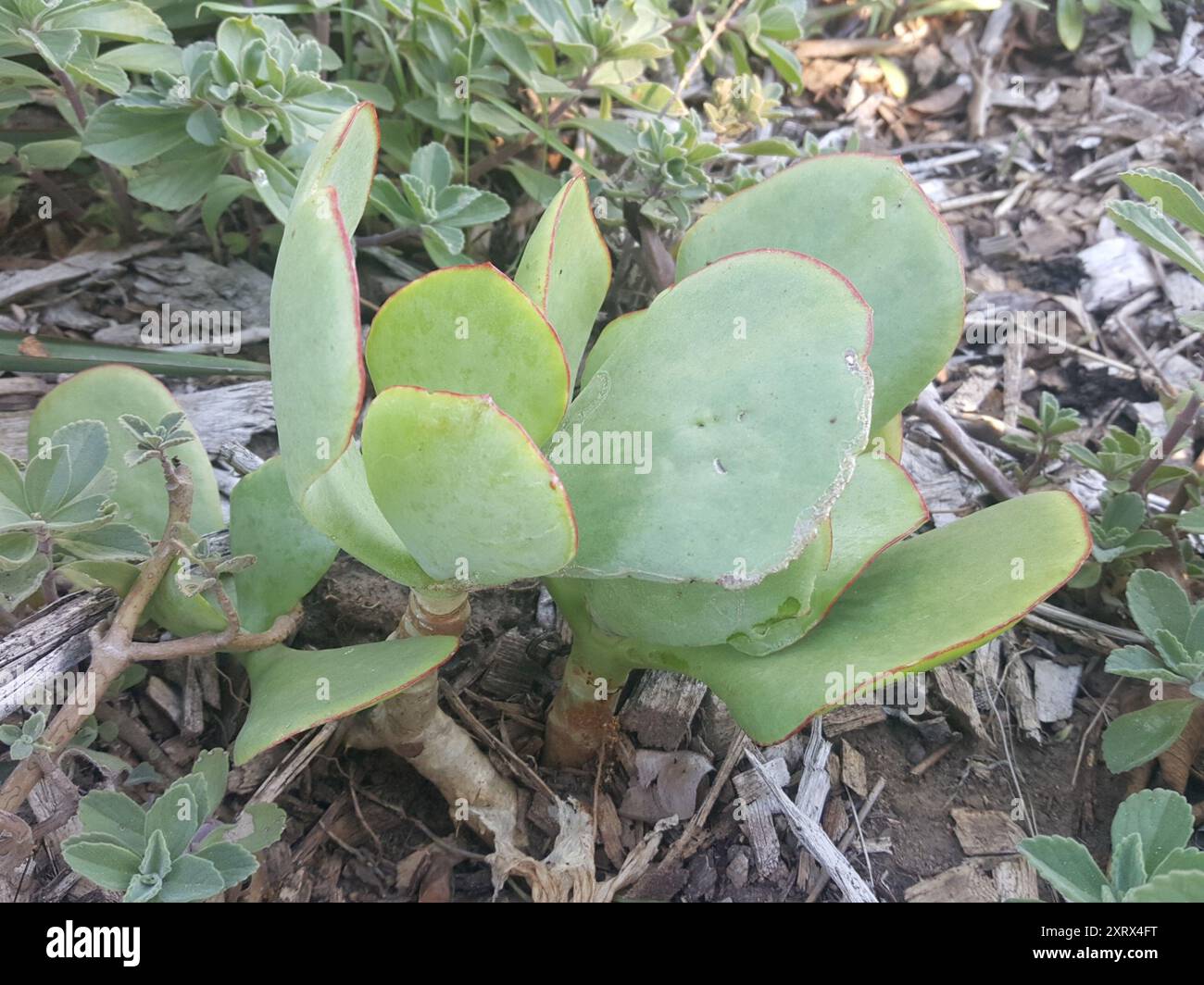 pig's ear (Cotyledon orbiculata) Plantae Stock Photo - Alamy