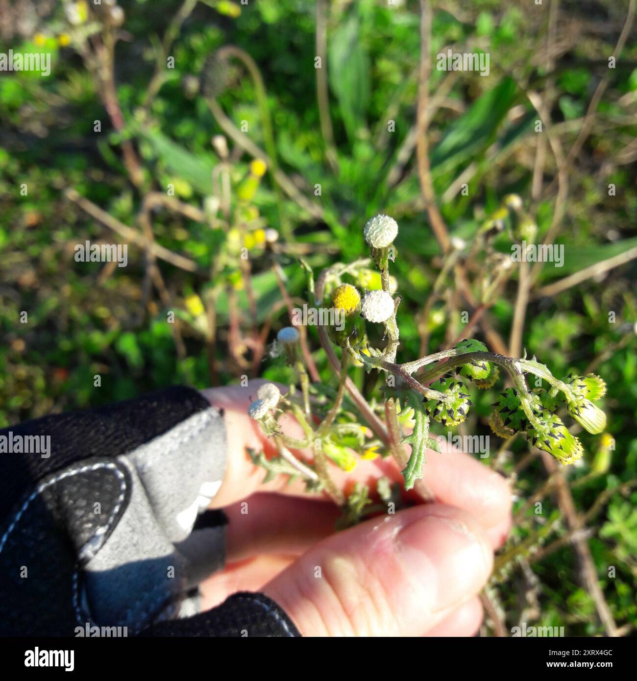 common groundsel (Senecio vulgaris) Plantae Stock Photo - Alamy