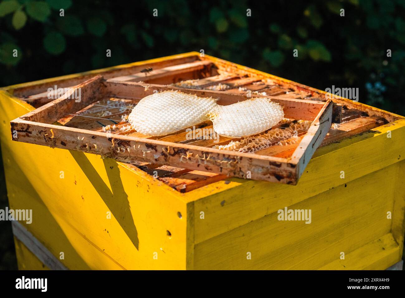 Wooden Beehive Frame with New Wax Combs Arising under Development Stock ...