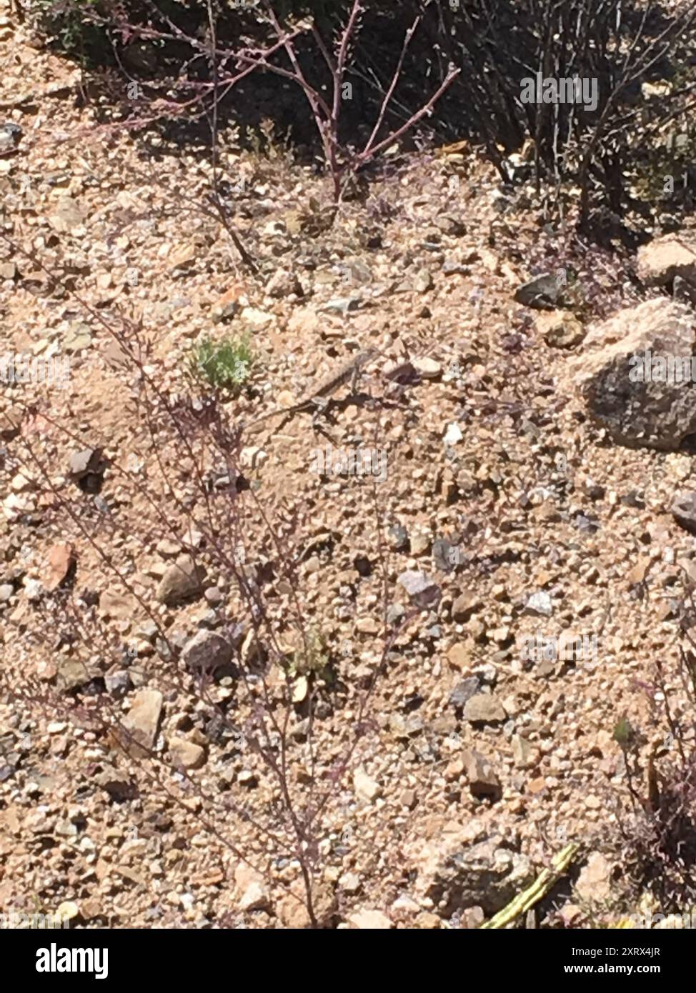 Zebra-tailed Lizard (Callisaurus draconoides) Reptilia Stock Photo - Alamy