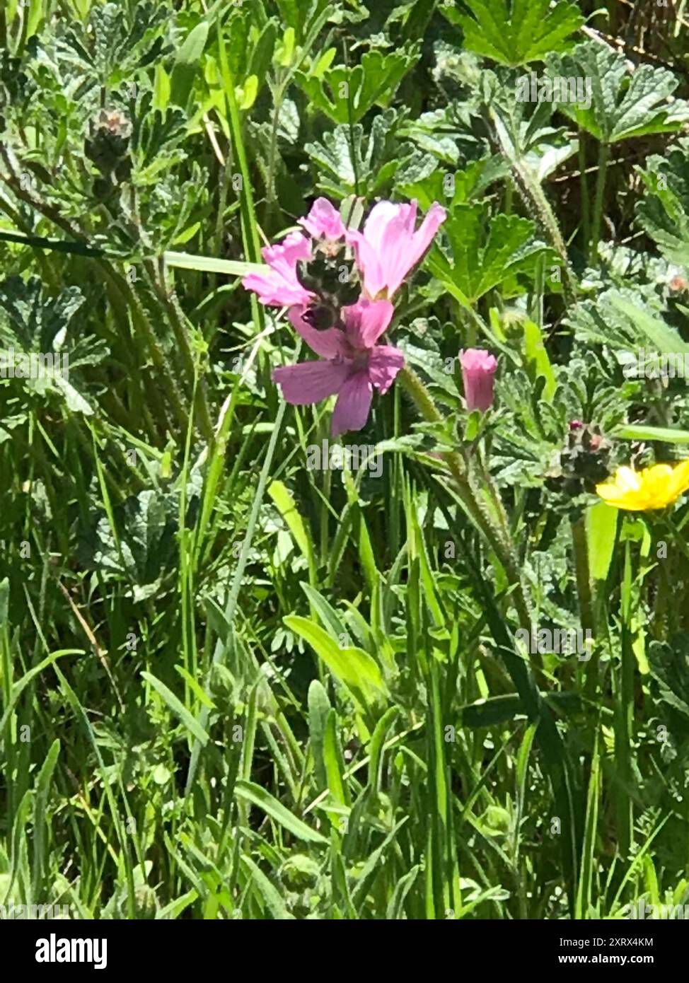 checkerbloom (Sidalcea malviflora) Plantae Stock Photo - Alamy