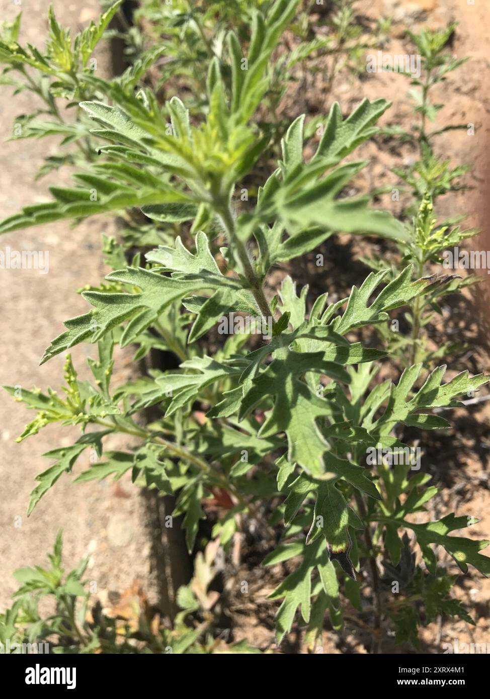 western ragweed (Ambrosia psilostachya) Plantae Stock Photo - Alamy
