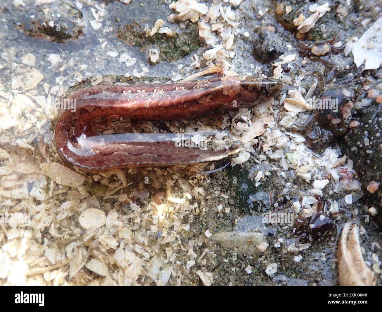 High Cockscomb (Anoplarchus purpurescens) Actinopterygii Stock Photo ...