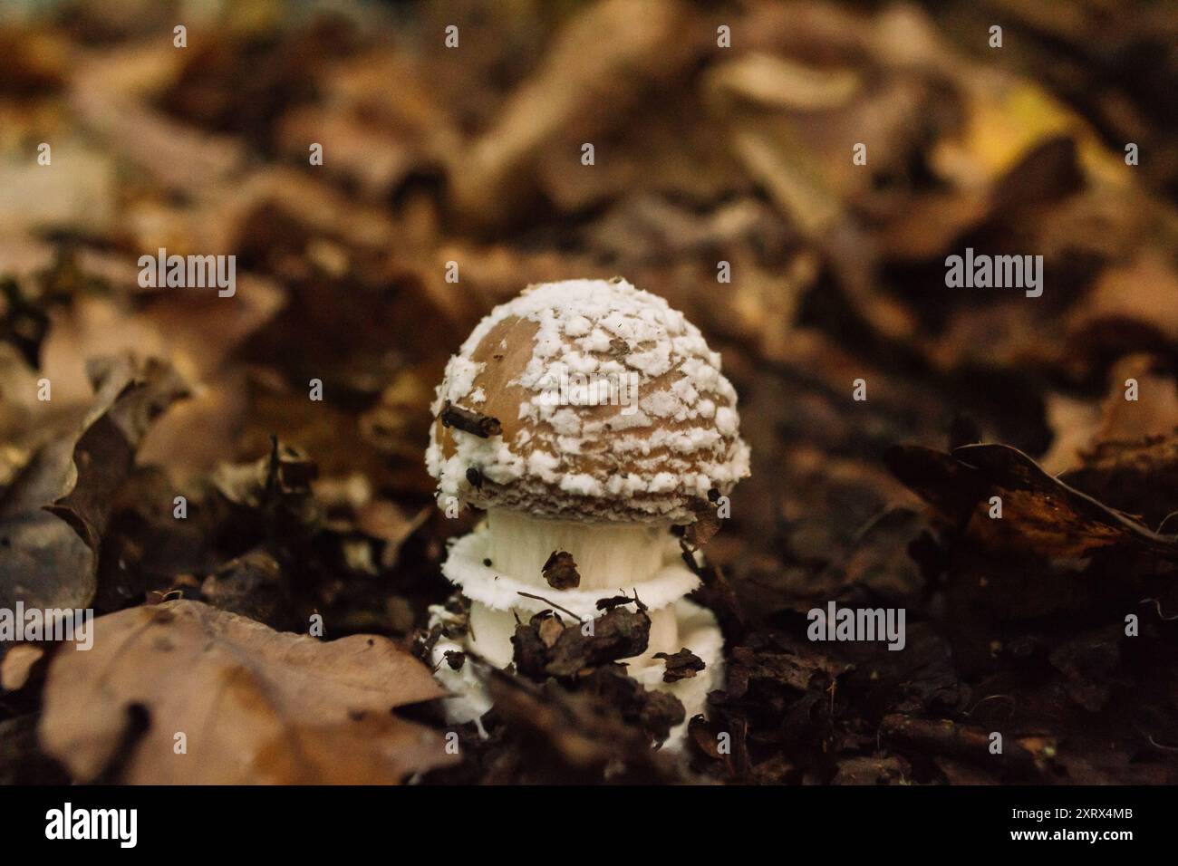 A mushroom is sitting on top of some leaves. The mushroom is white and ...