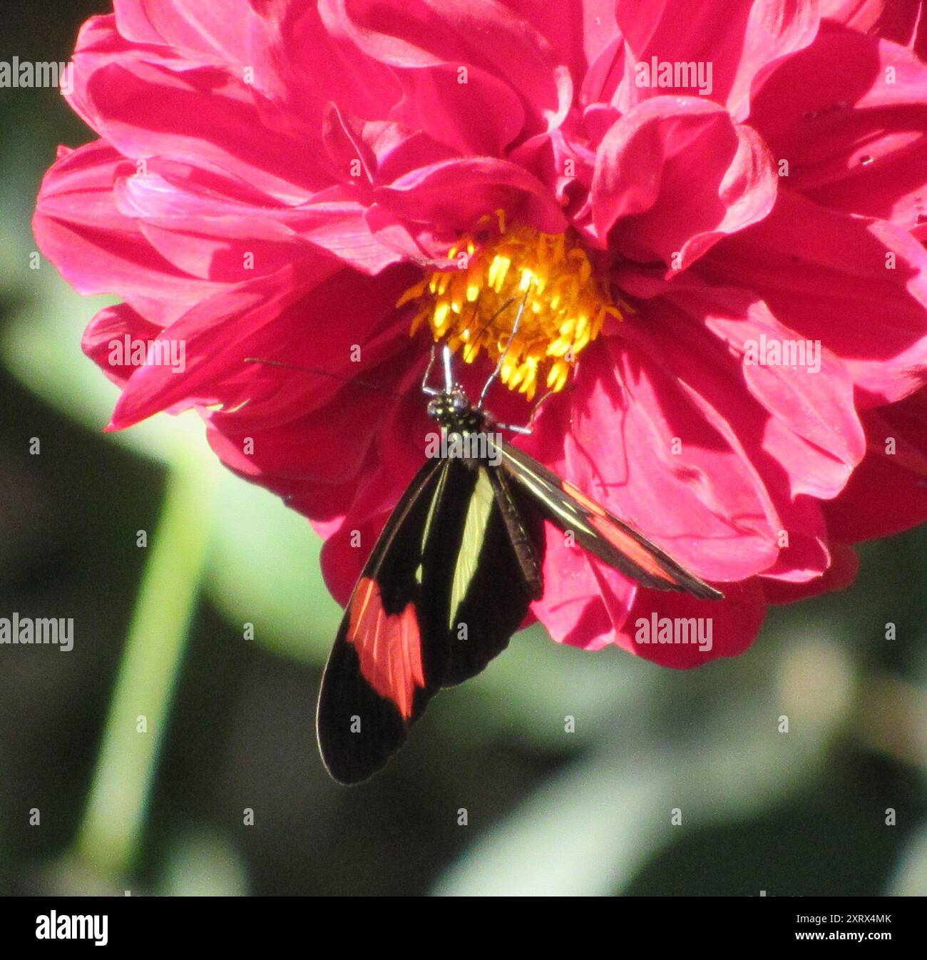 Red Postman (Heliconius erato) Insecta Stock Photo - Alamy