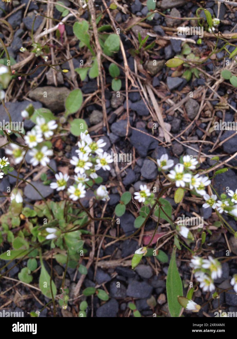 Common Whitlowgrass (Draba verna) Plantae Stock Photo - Alamy