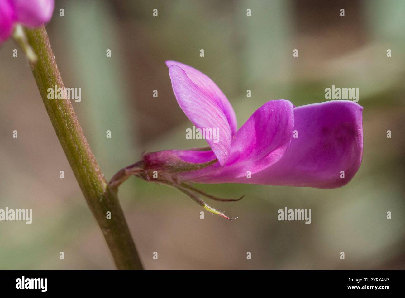 Boreal Sweet-vetch (Hedysarum boreale) Plantae Stock Photo - Alamy