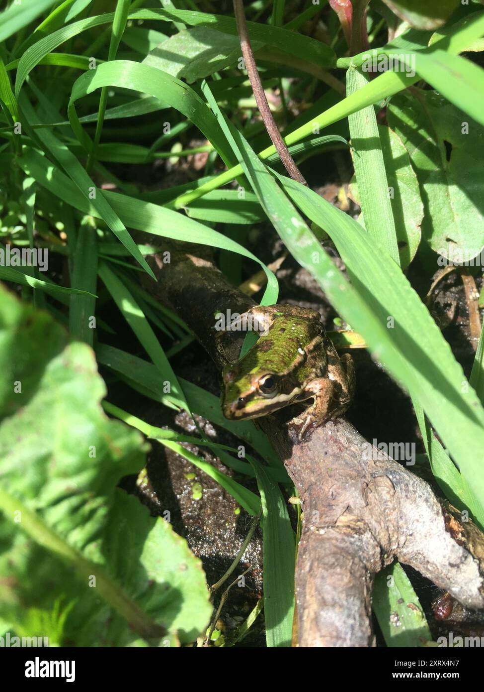 Water Frogs (Pelophylax) Amphibia Stock Photo - Alamy